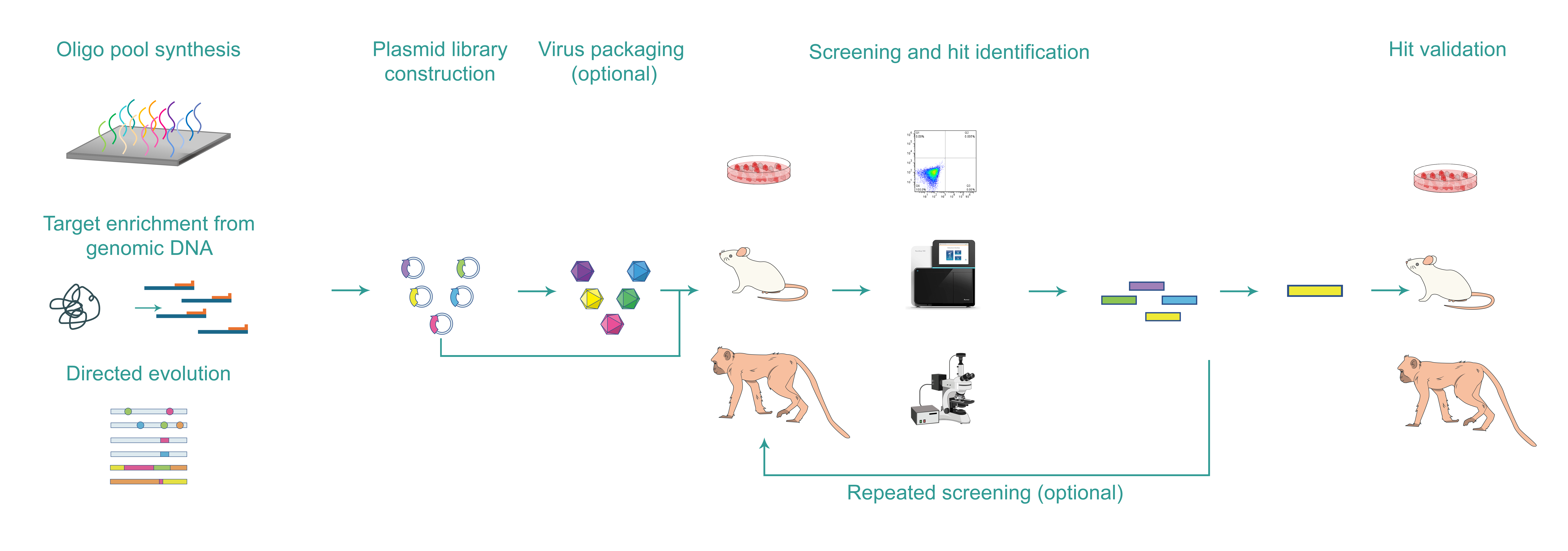 Enhancer/Promoter Library Construction | VectorBuilder